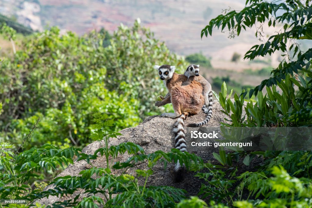 Accueil - Madagascar