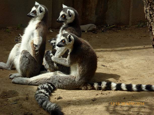 Accueil - Madagascar